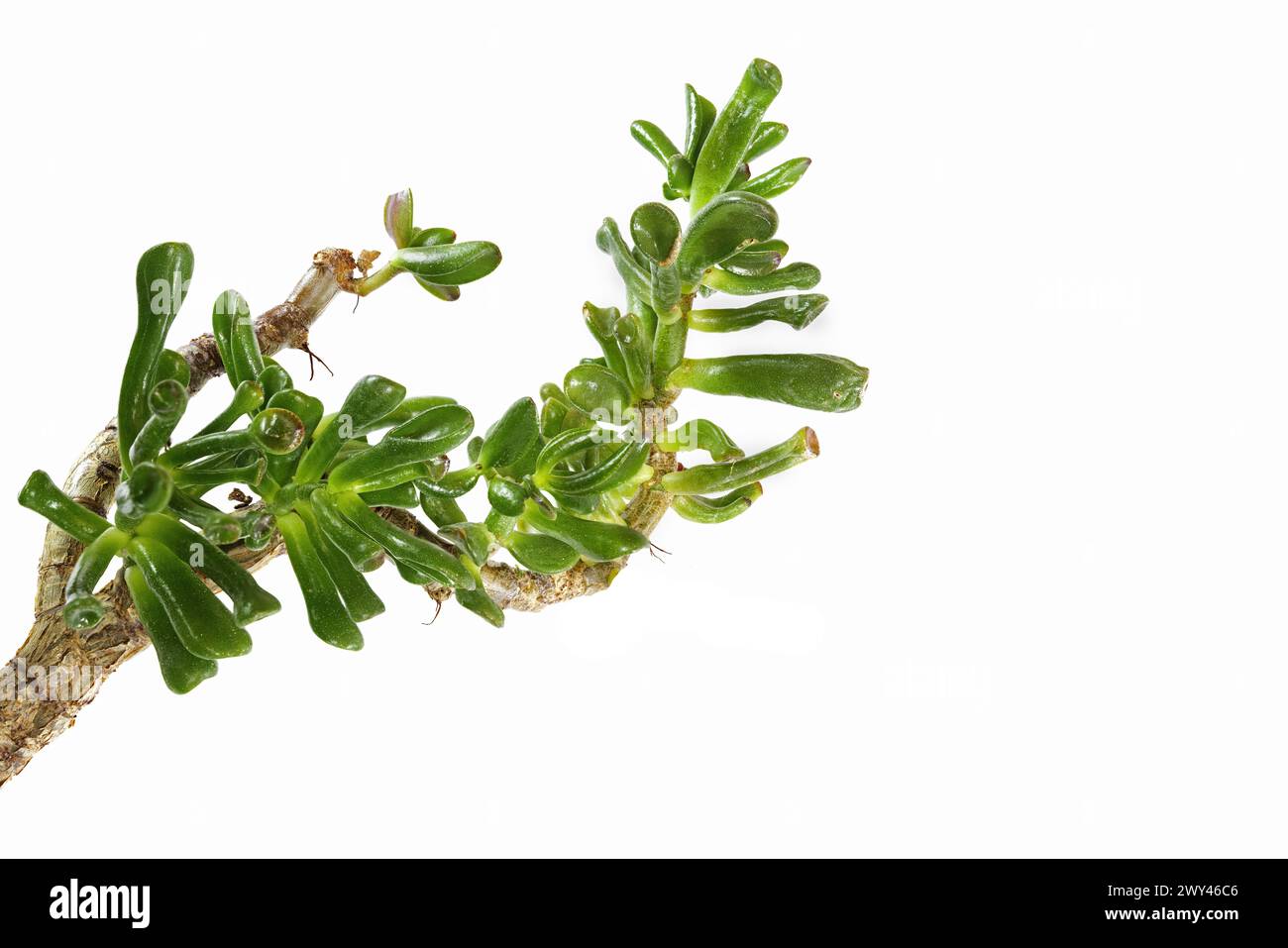 jade plant, lucky plant, money plant or money tree, Crassula ovata ...