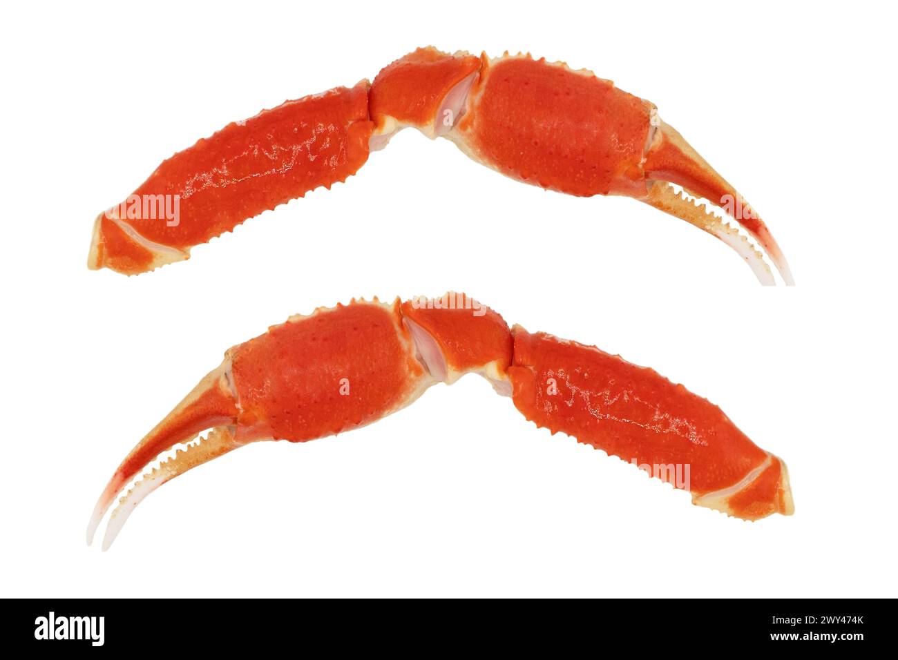 Cooked Peruvian Southern King crab leg isolated on a white background ...