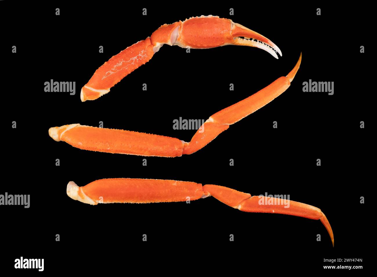 Cooked Peruvian Southern King crab leg isolated on a black background ...