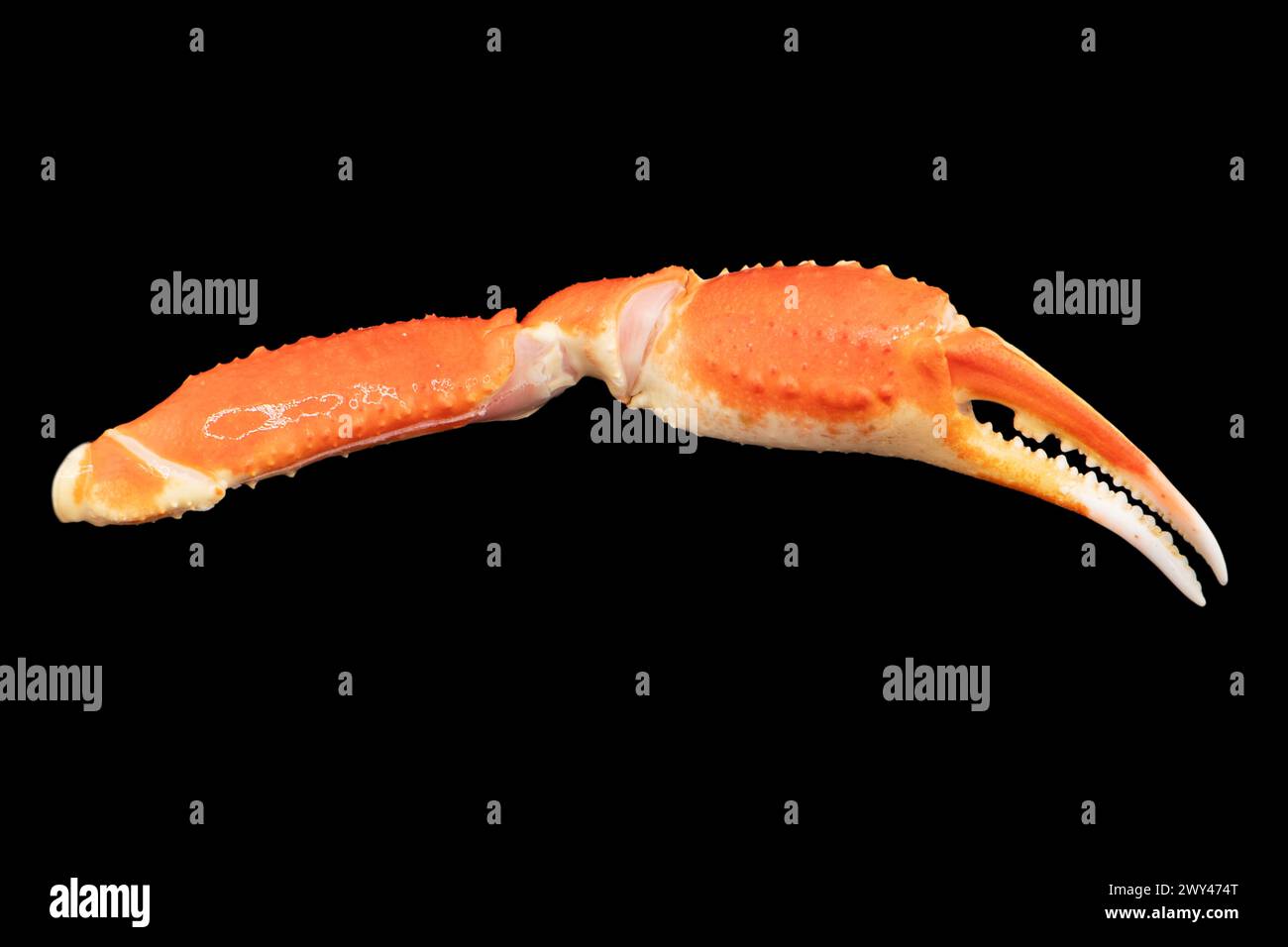 Cooked Peruvian Southern King crab leg isolated on a black background ...