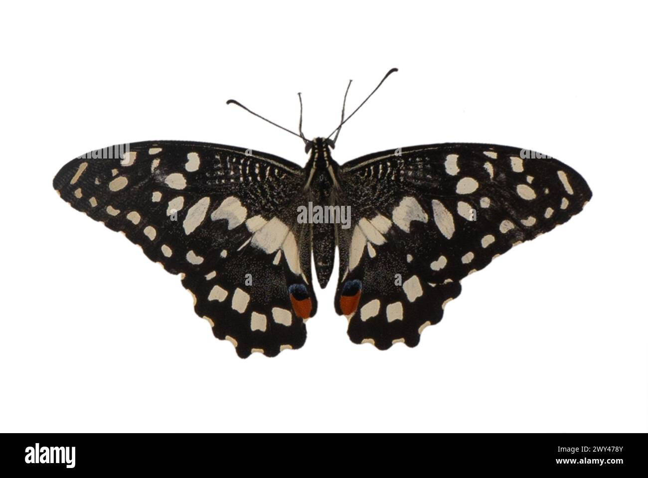Monarch batterfly hi-res stock photography and images - Alamy