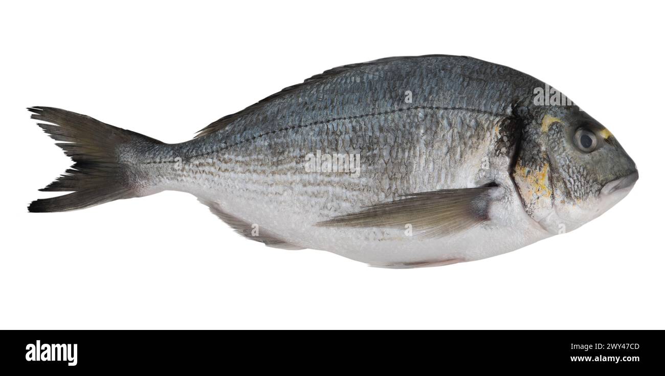 Fresh dorado fish iisolated on white background. Dorado fish isolated ...