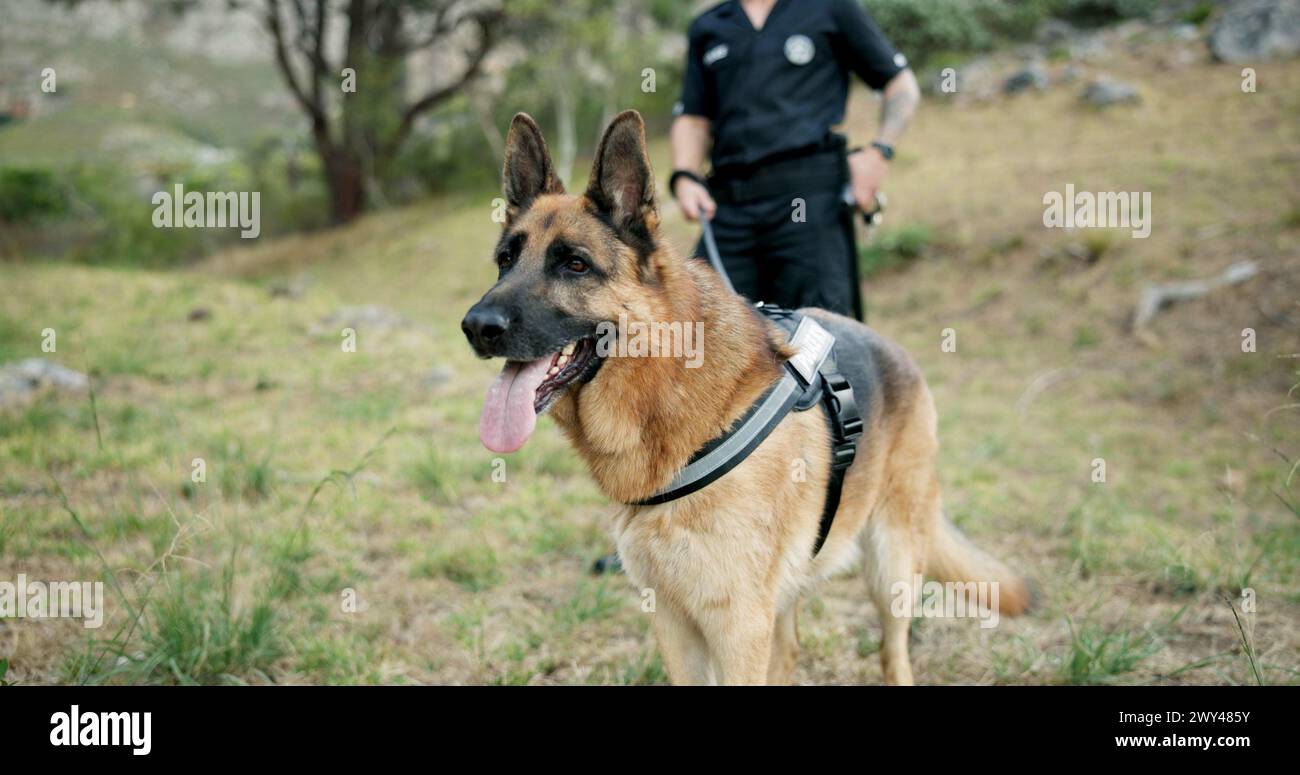 Police man, dogs and at crime scene on field, first responder and law ...