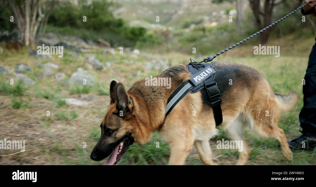 Policeman, dogs or patrol a crime scene in outdoor, first responder or ...