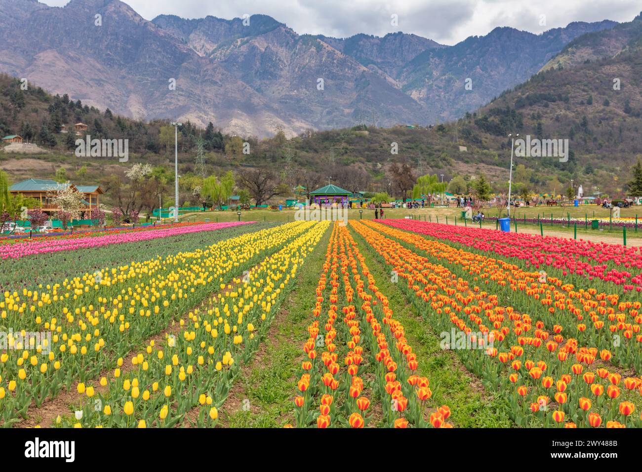 Indira Gandhi Memorial Tulip garden, Srinagar, Kashmir, India Stock ...