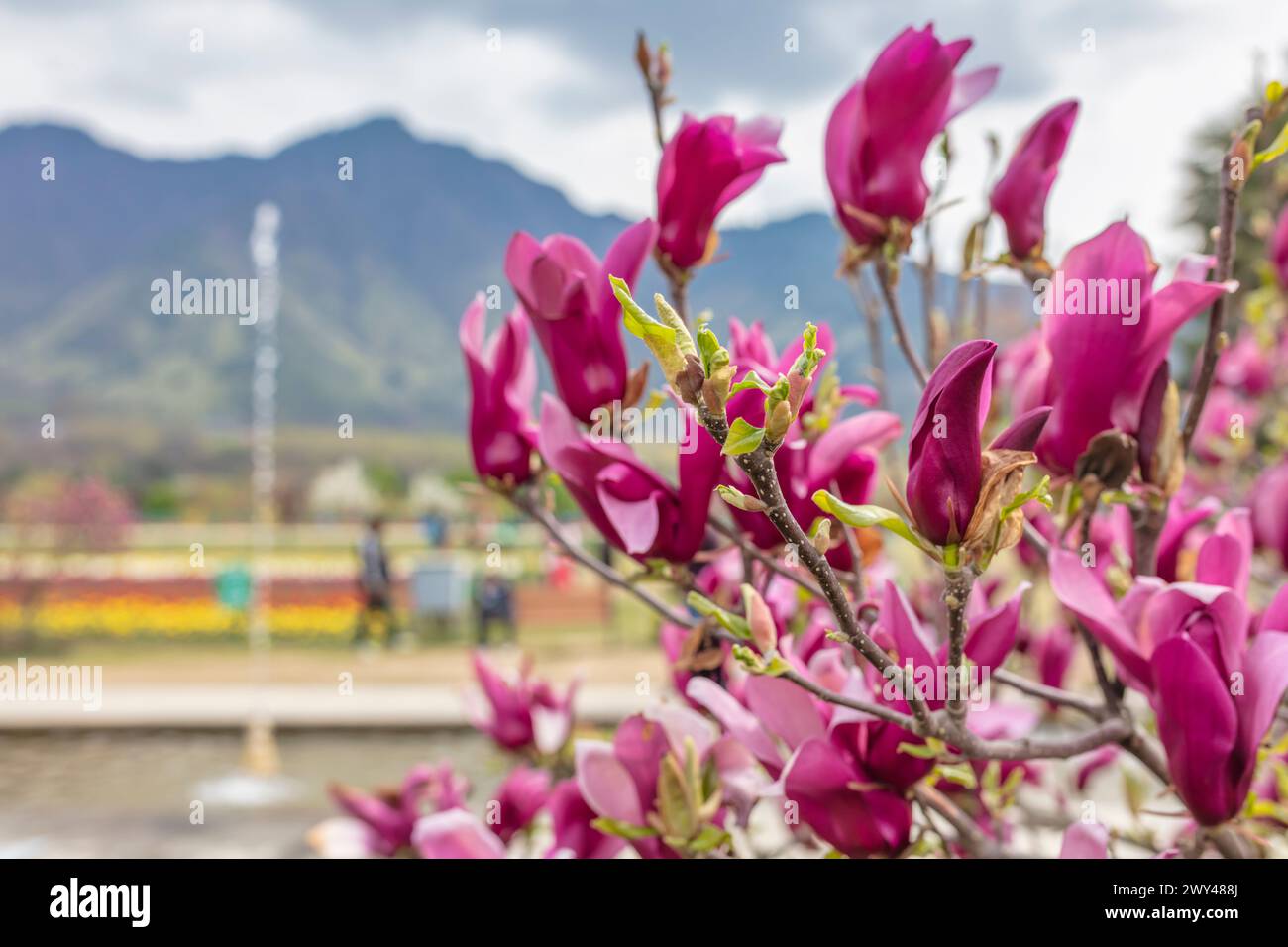Tulip Magnolia, Indira Gandhi Memorial Tulip garden, Srinagar, Kashmir ...
