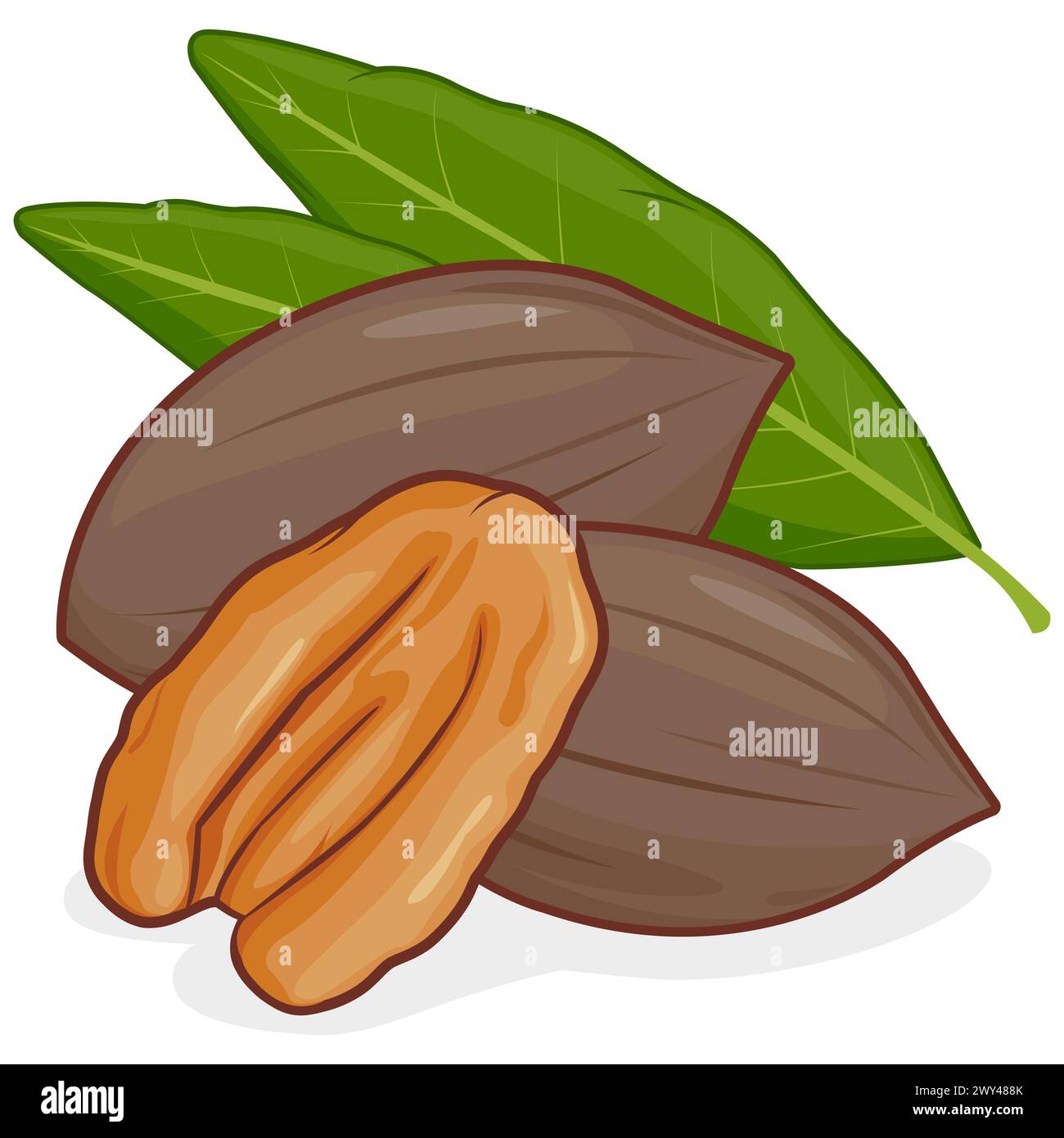 Pecan tree branch with nuts. Pecan plant tree leaves and nuts Stock ...