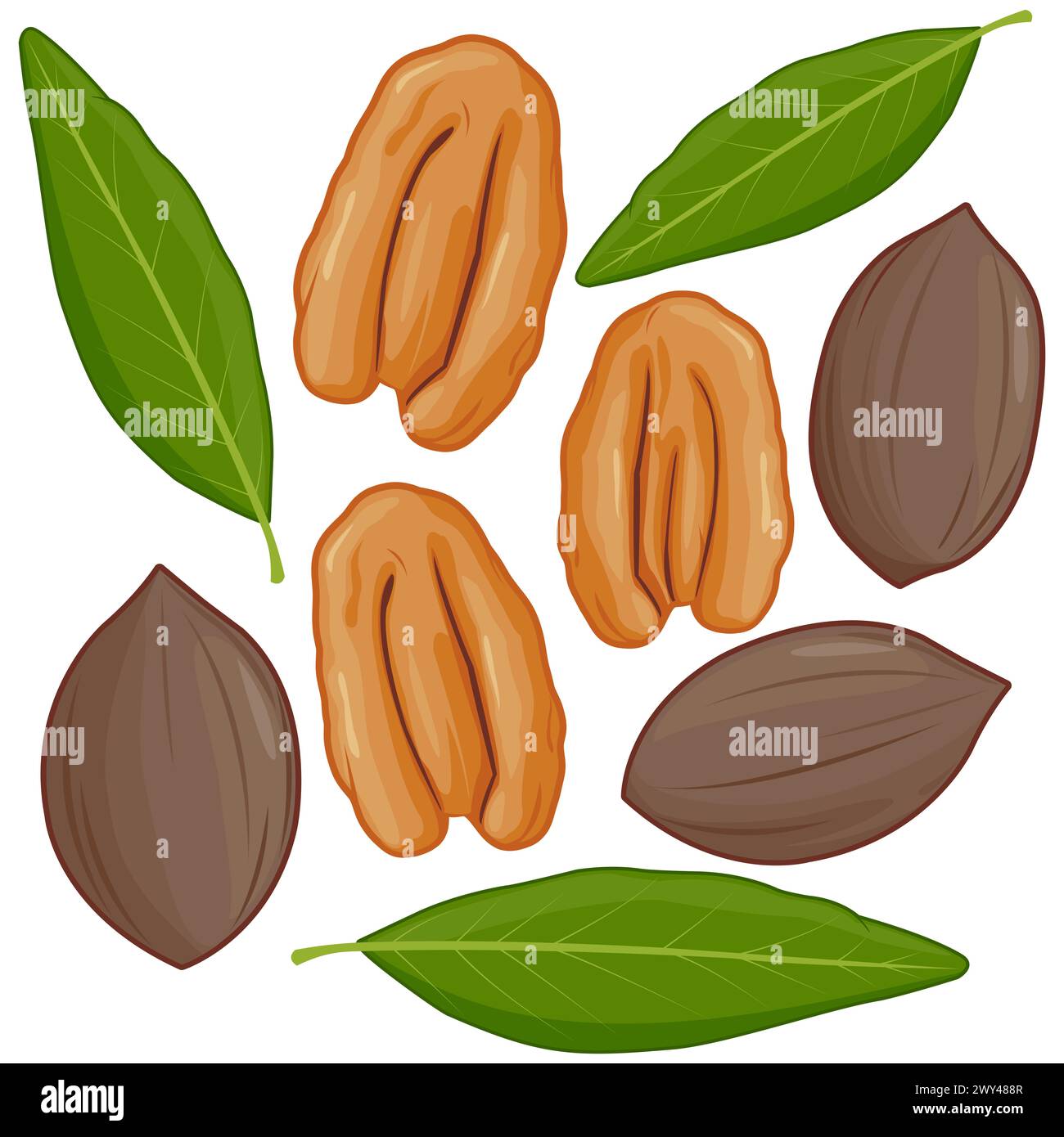 Pecan tree branch with nuts. Pecan plant tree leaves and nuts Stock ...