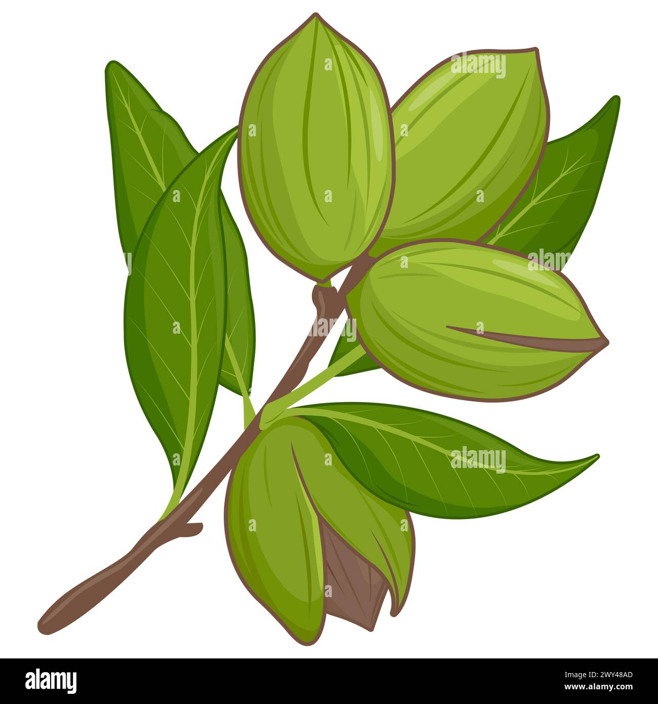 Pecan tree branch with nuts. Pecan plant tree leaves and nuts Stock ...