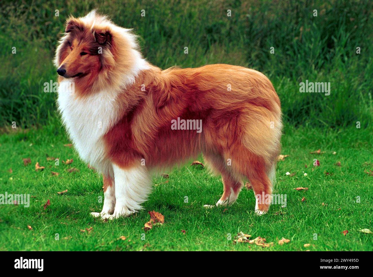 Rough collie puppies hi-res stock photography and images - Alamy