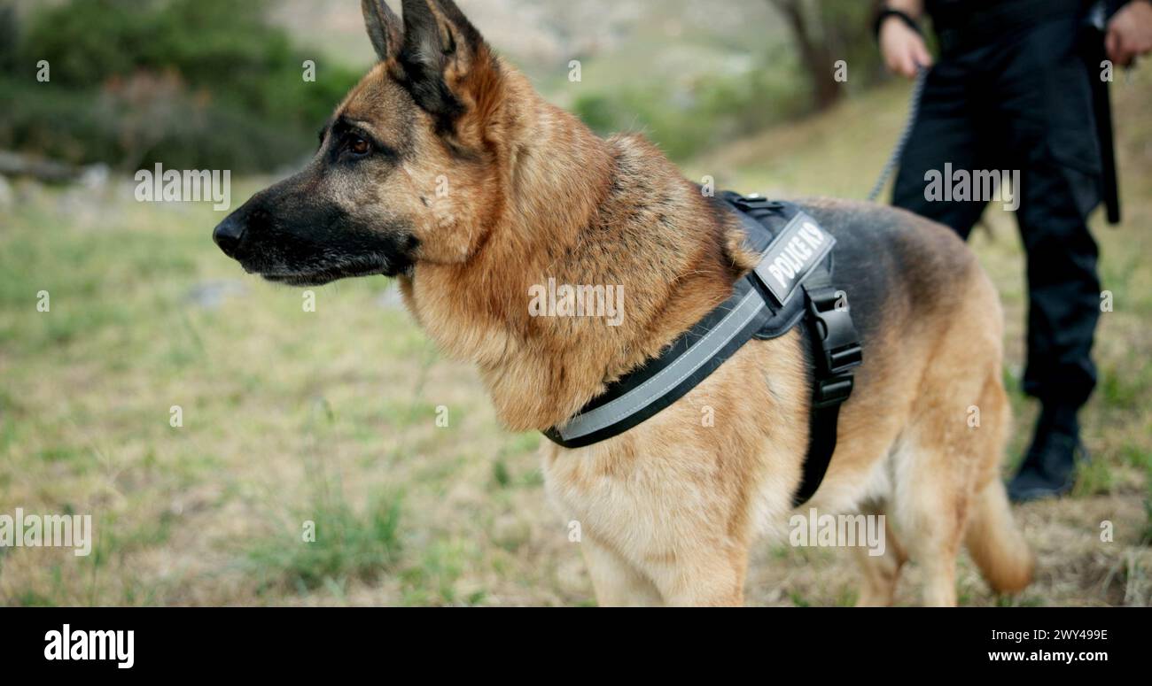 Crime dog hi-res stock photography and images - Alamy