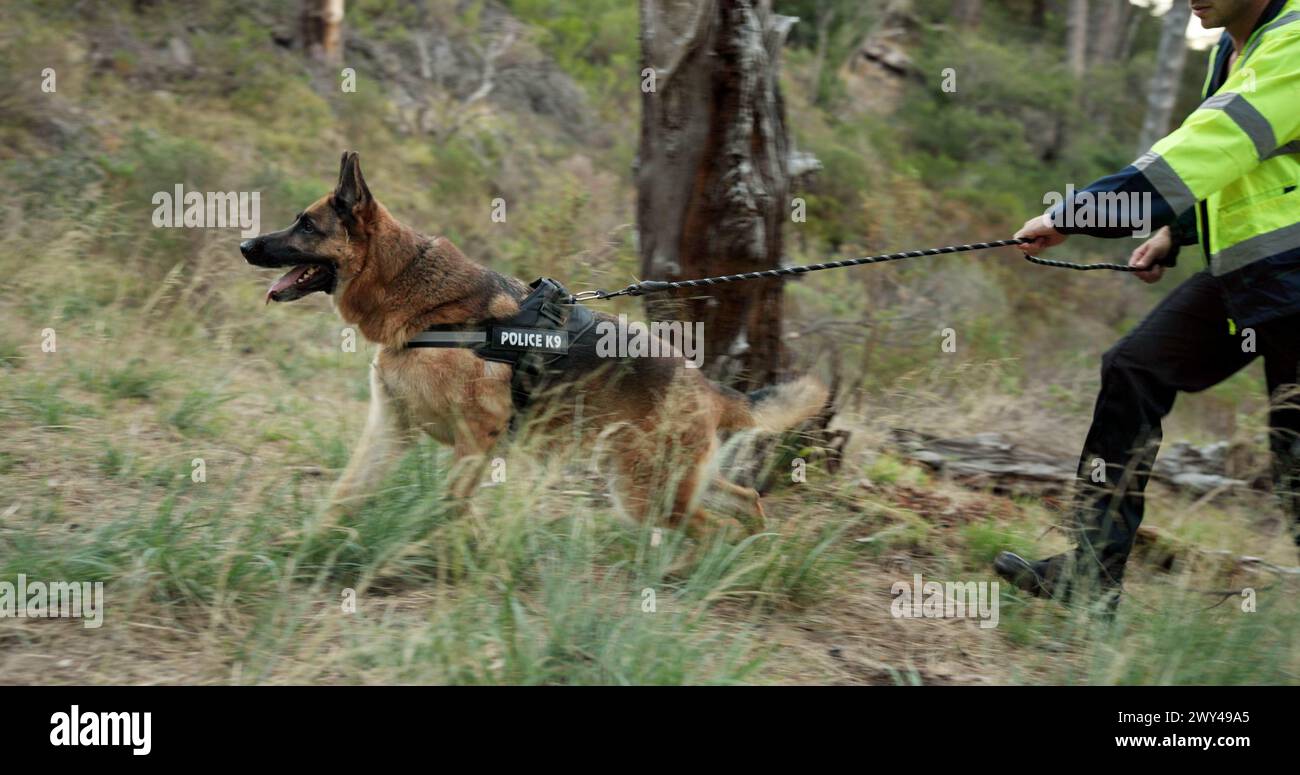Teaching police dog hi-res stock photography and images - Alamy