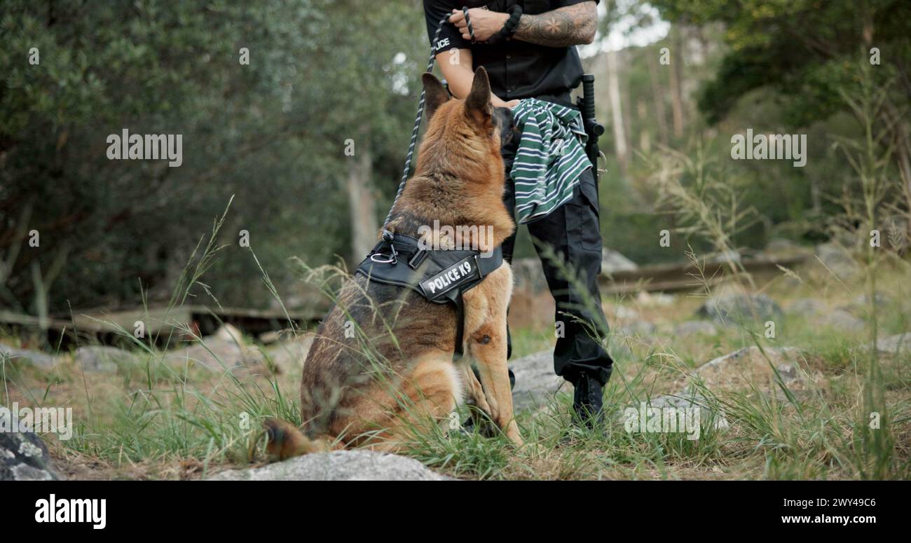 Policeman, sniffer dog or patrol a crime scene on field, first ...