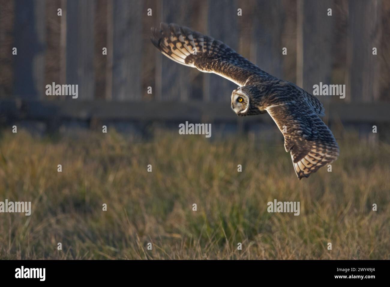 Common short eared owl hi-res stock photography and images - Alamy