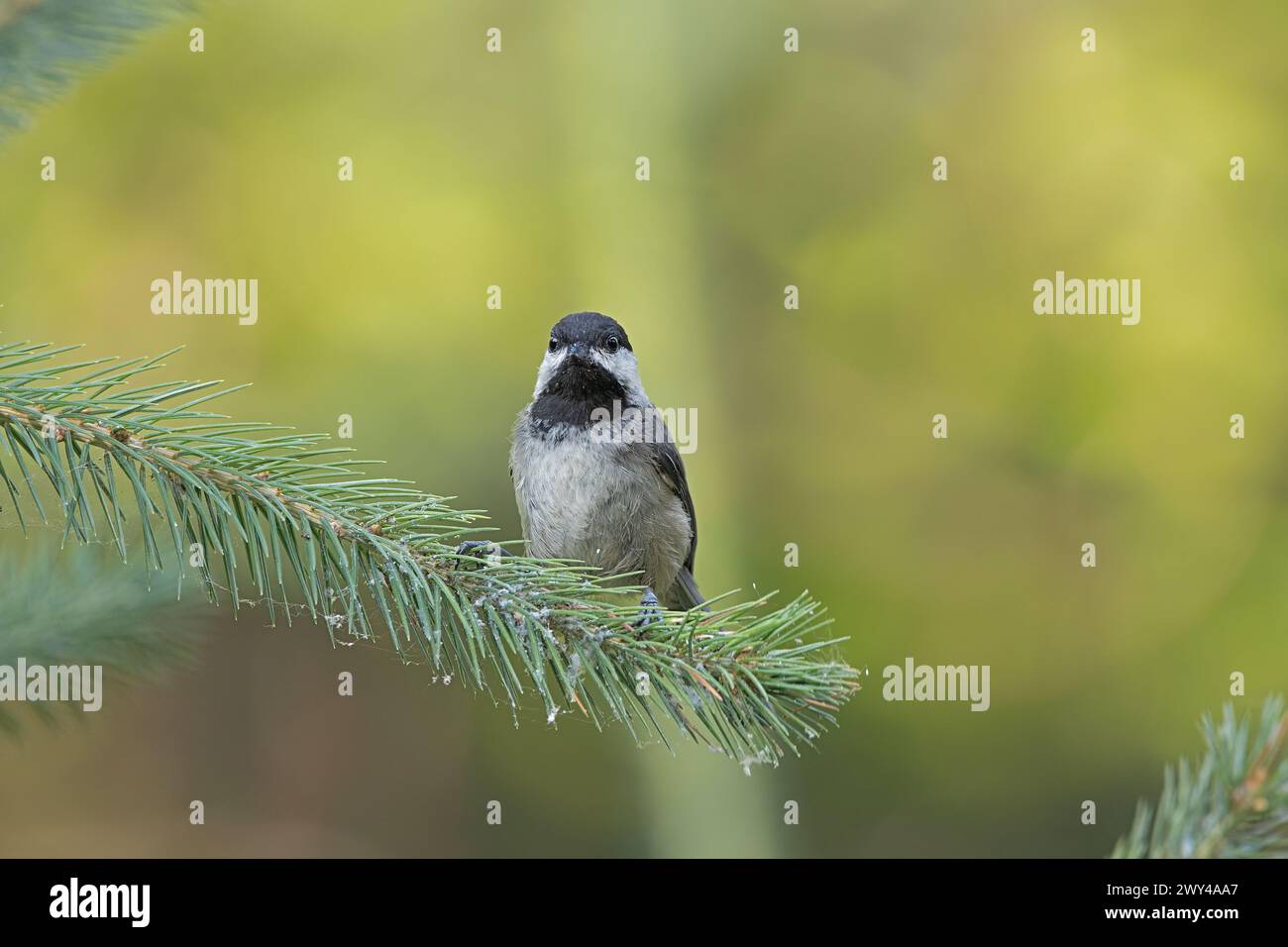 Black capped chickadees hi-res stock photography and images - Alamy