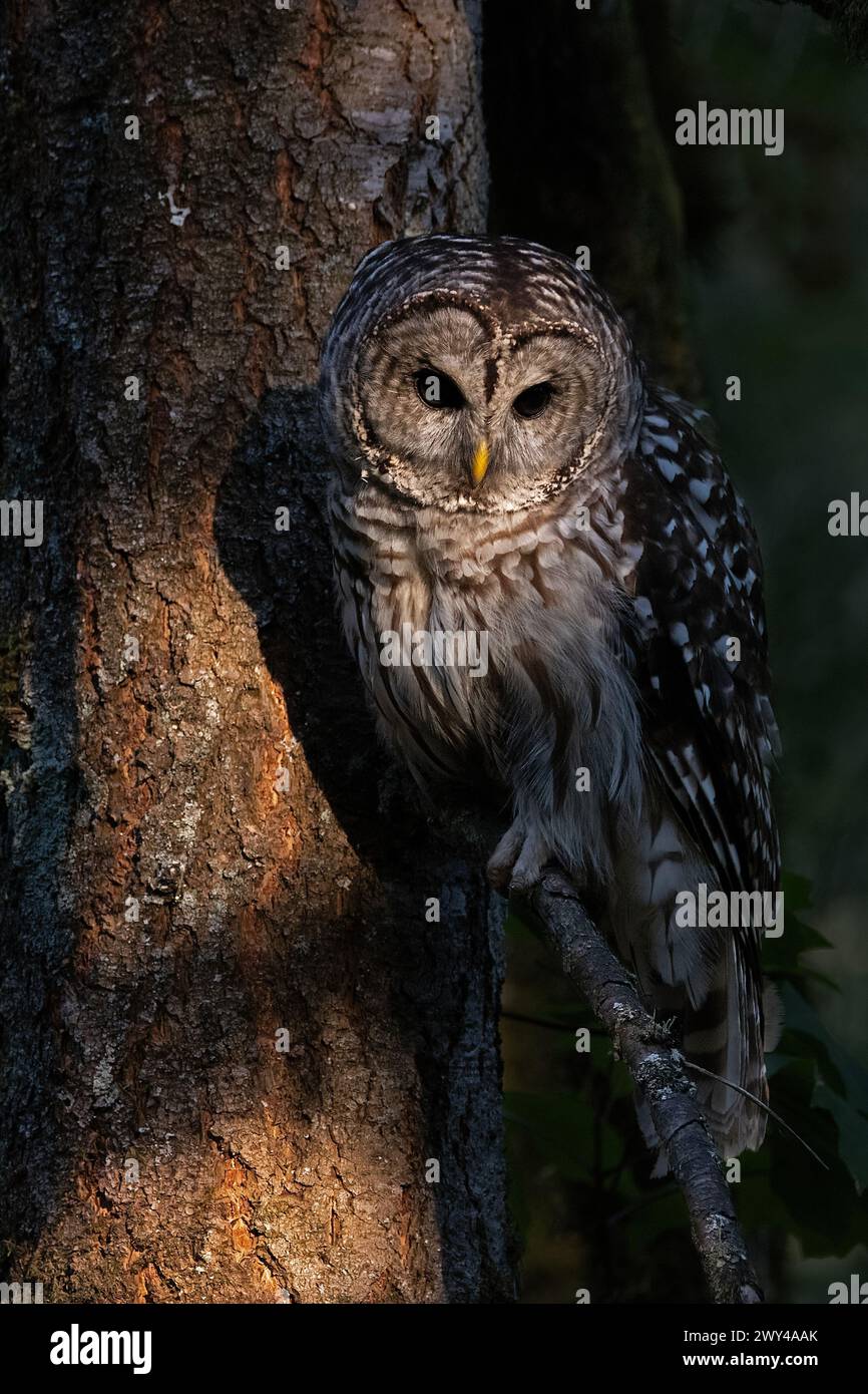 A female barred owl sitting on a branch in a sun beam Stock Photo - Alamy