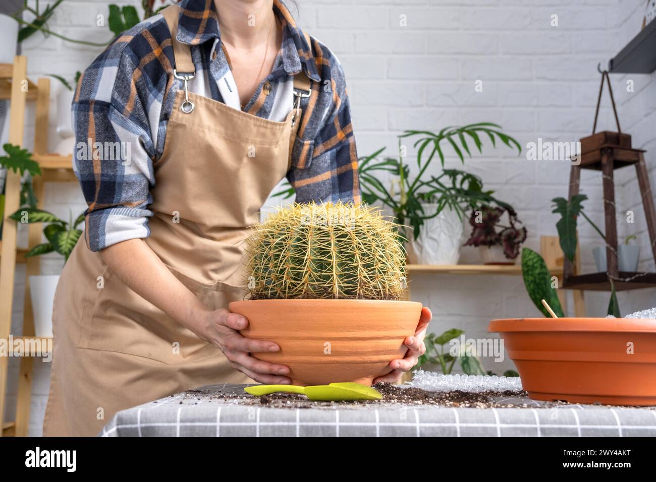 Repotting overgrown home plant large spiny cactus Echinocactus Gruzoni ...