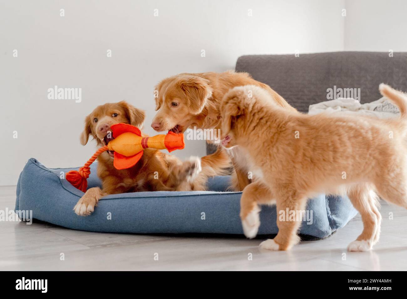 Two Nova Scotia Retriever Dogs And Their Puppy Play In A Blue Bed ...