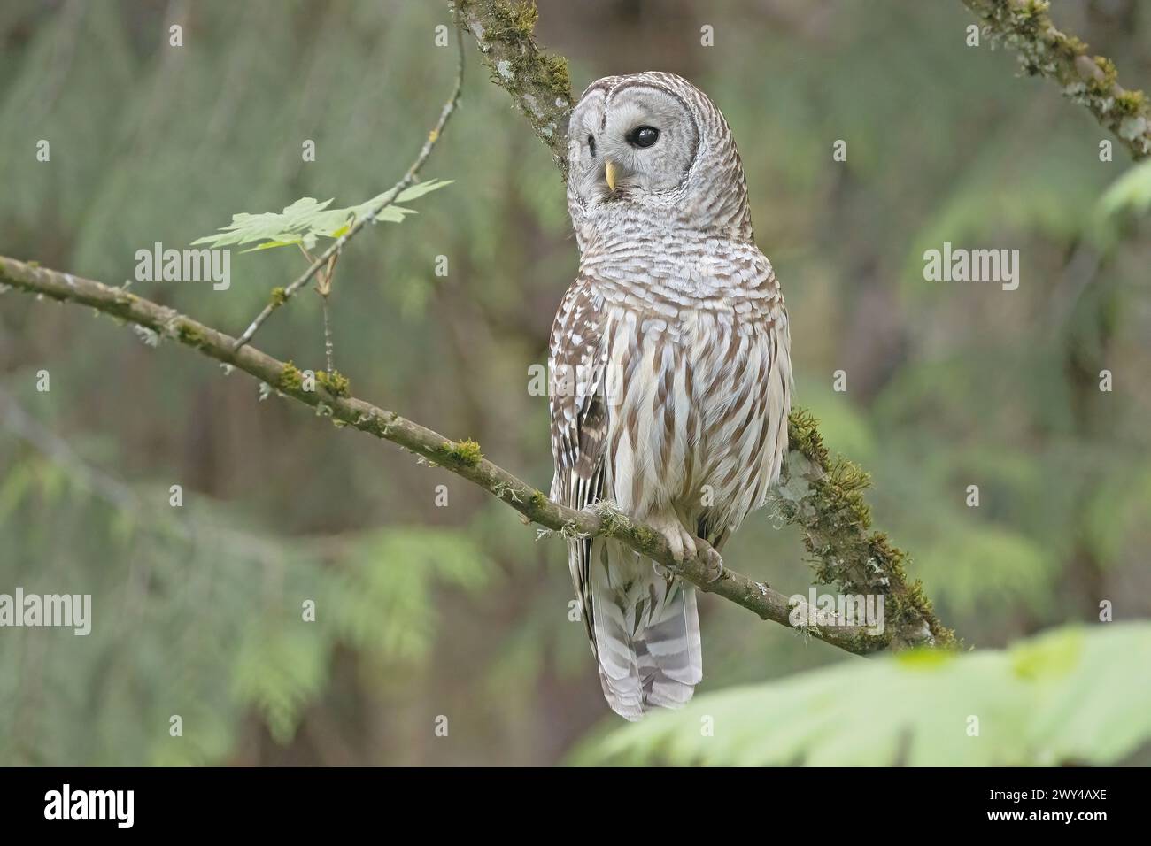 A male barred owl perches on a mossy branch, craning his neck to look ...
