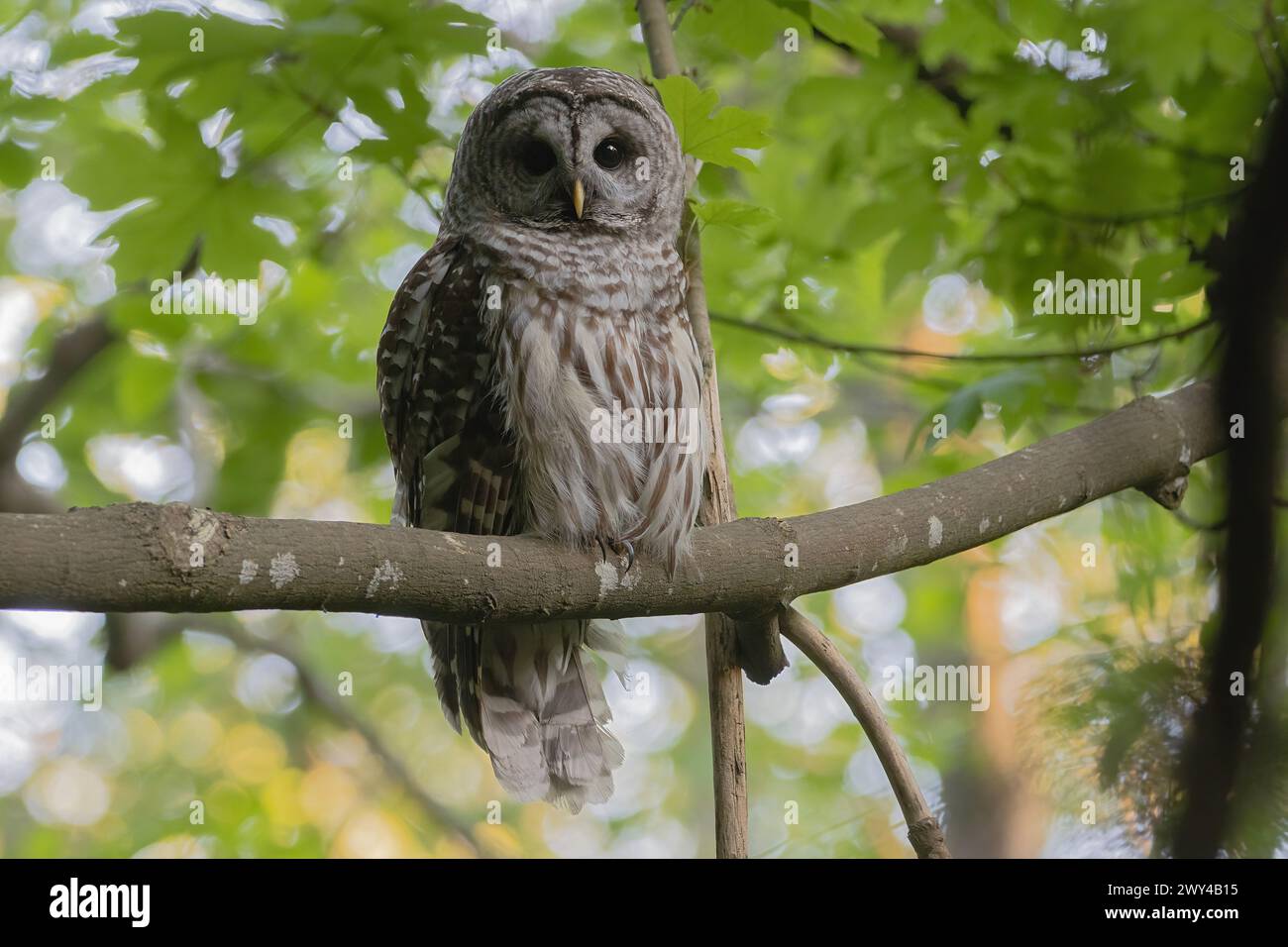 A barred owl perches on a thick branch, hald in the shadow. It watches ...