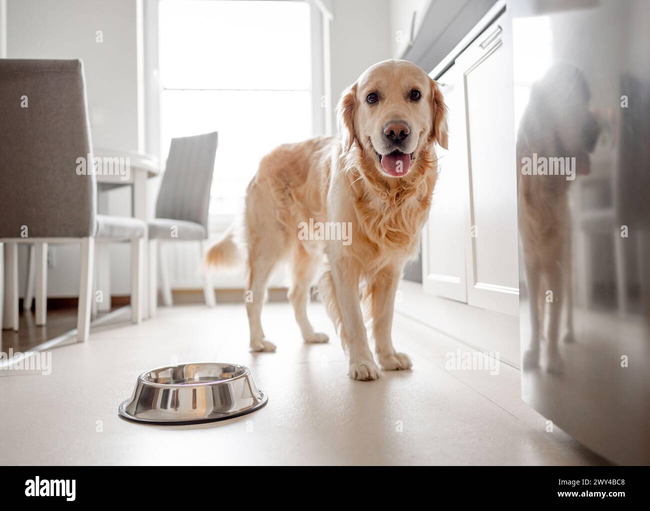 Golden Retriever Dog Stands Near Bowl In Kitchen Stock Photo - Alamy