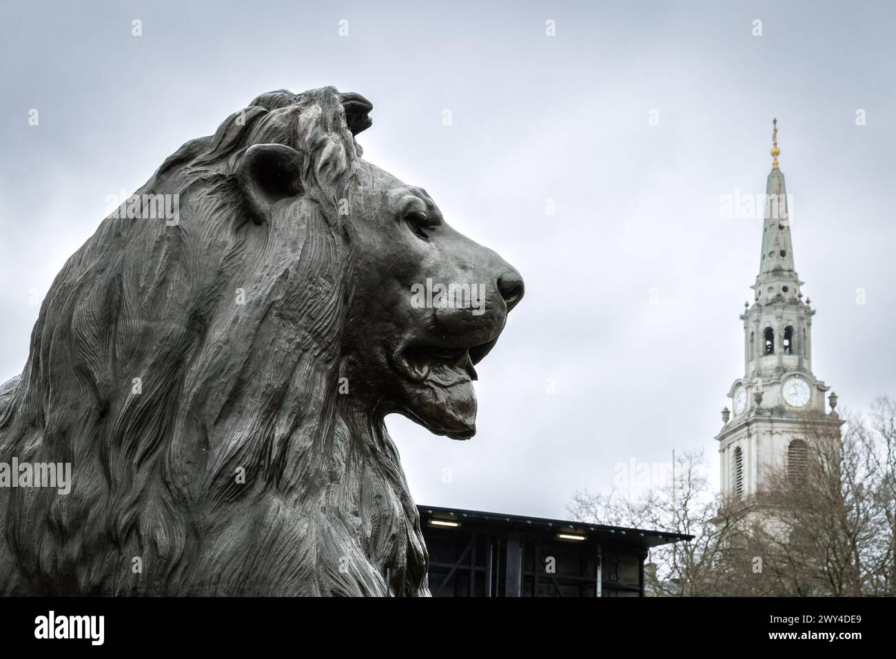 One of the famous black bronze lion statues in Trafalgar Square looking ...
