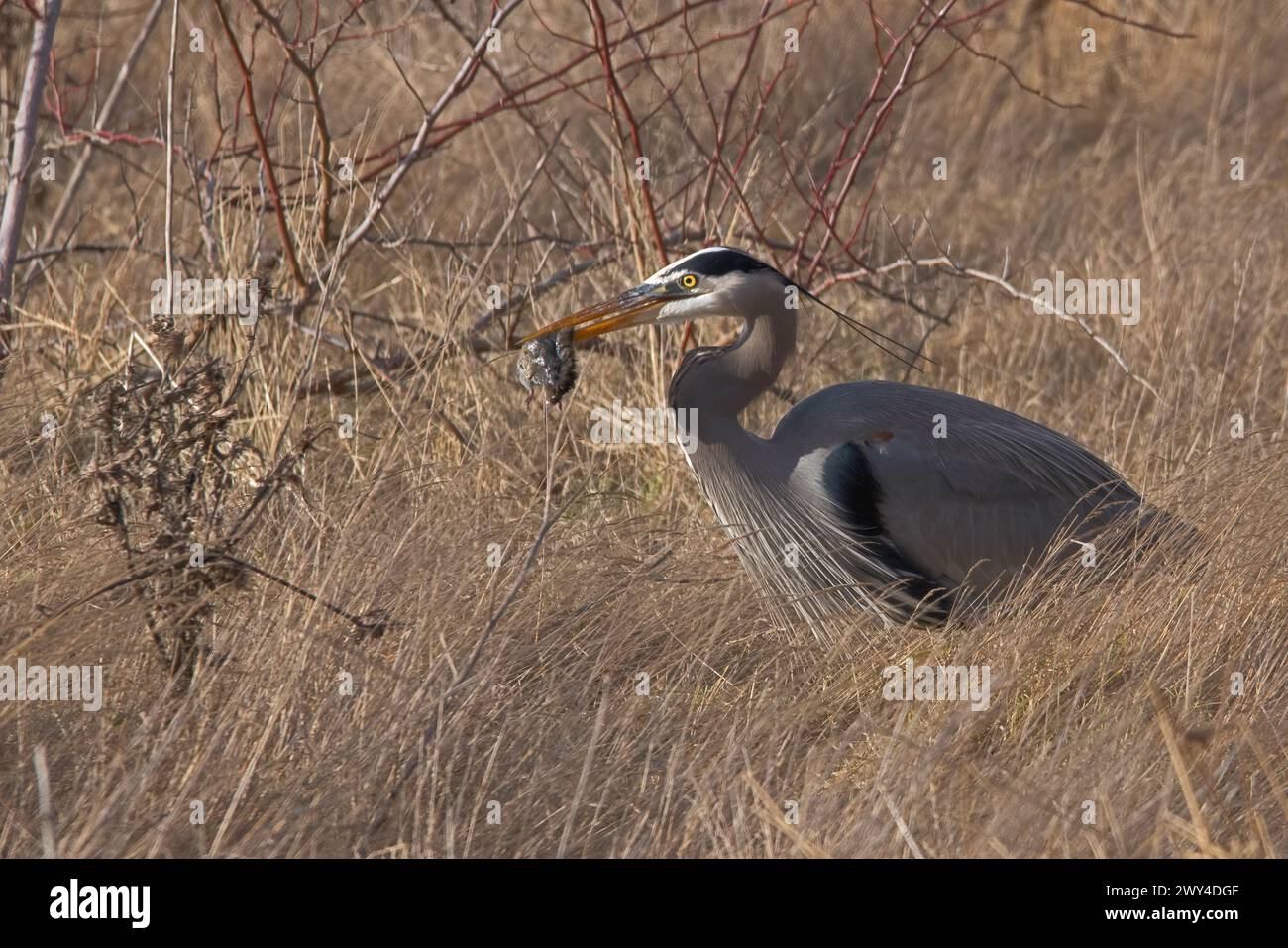 A Great Blue Heron after successfully hunting a vole in the coastal ...