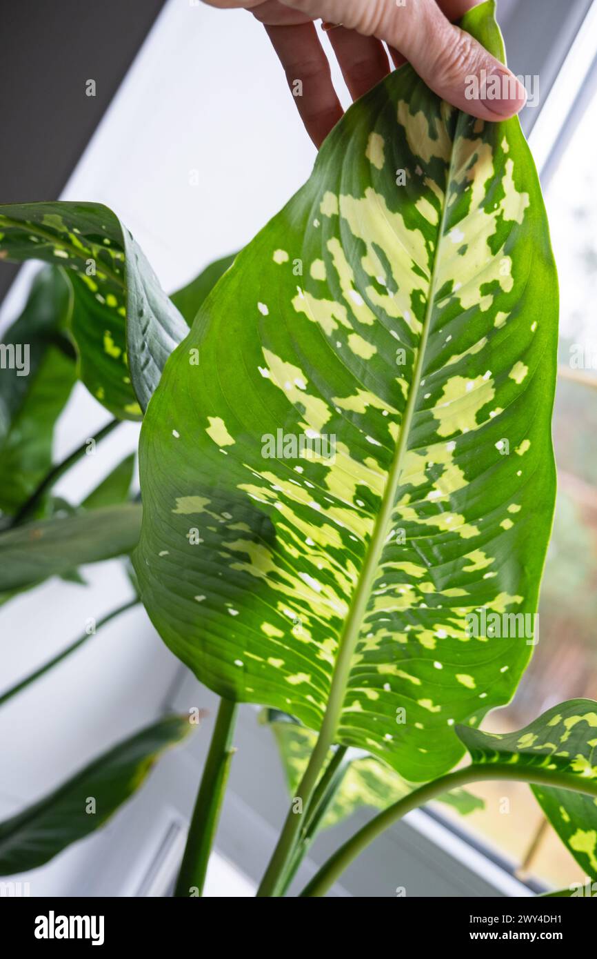 Leaves home plant affected by a spider mite, small insects, Problems in ...