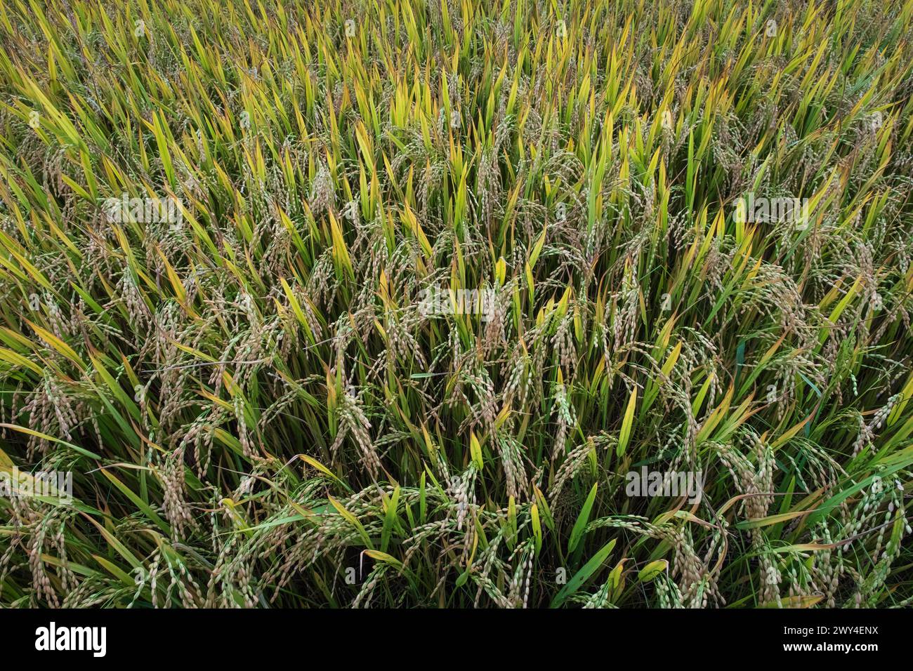 Rice field. Ripe rice field and sky landscape on the farm. Paddy rice ...