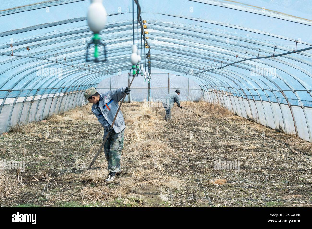 Harbin, China's Heilongjiang Province. 3rd Apr, 2024. Workers weed at a ...