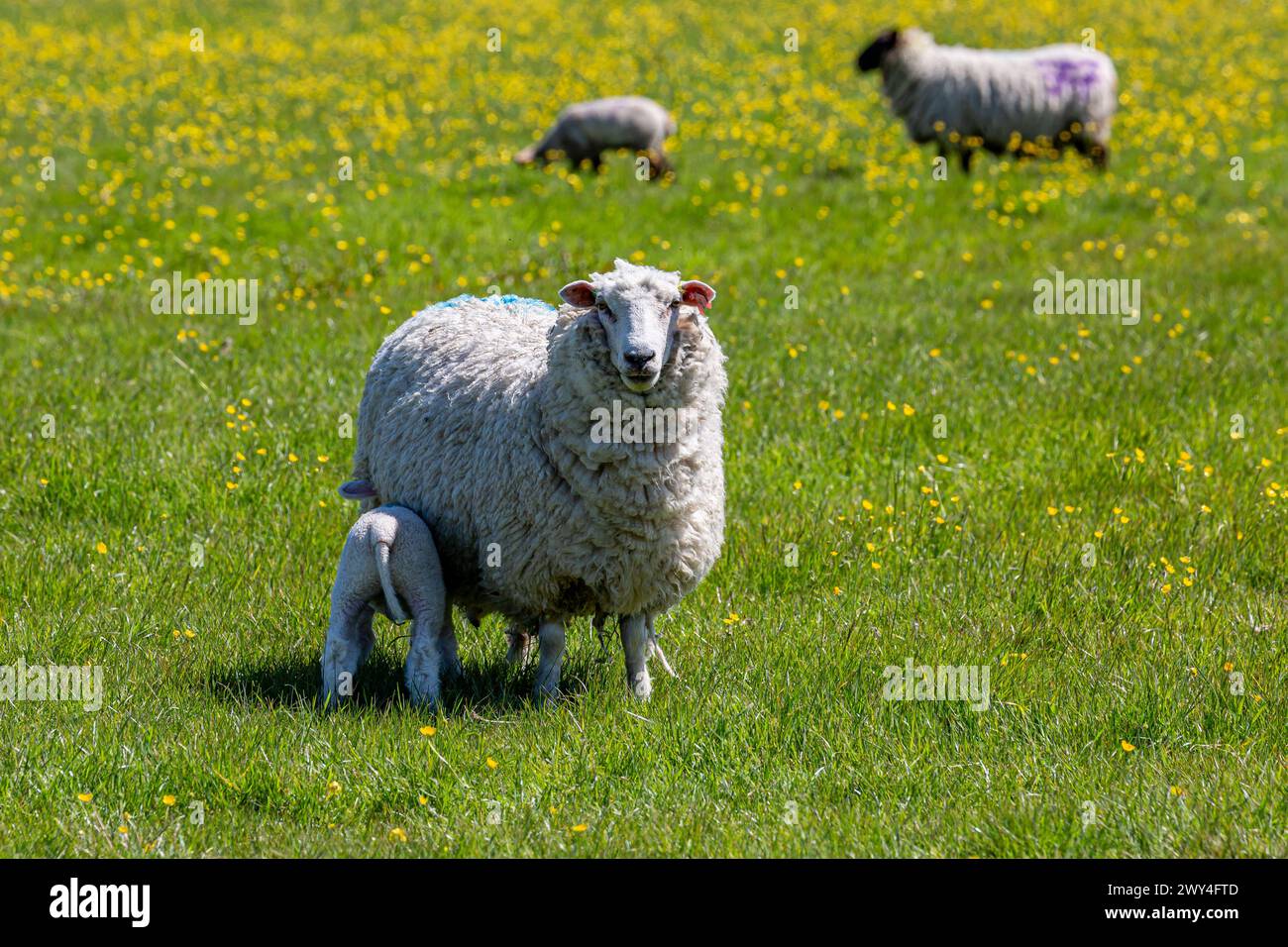 A close up of Ewe feeding her lamb in the spring sunshine, with a ...
