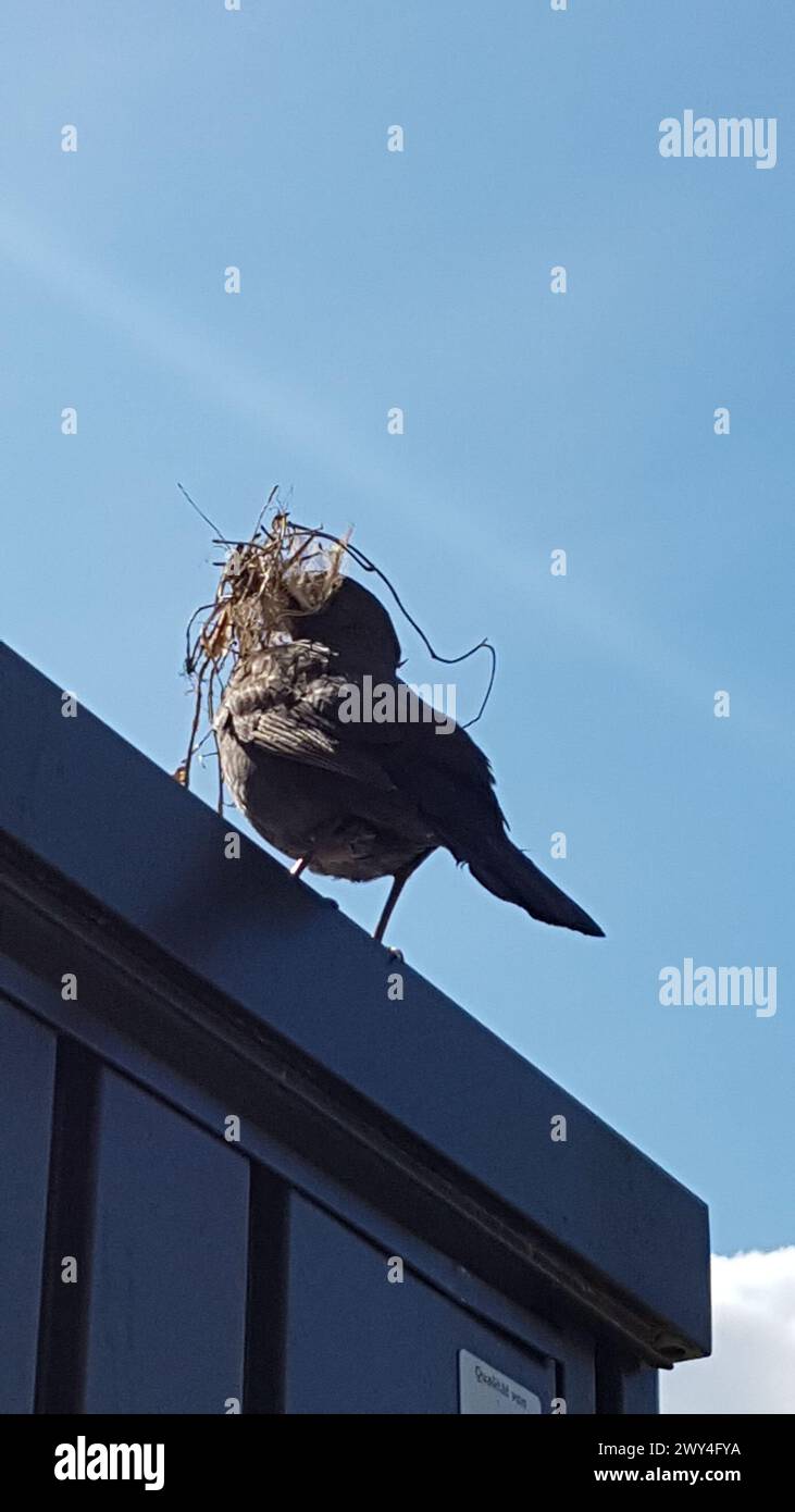 Bird gathering sticks hi-res stock photography and images - Alamy