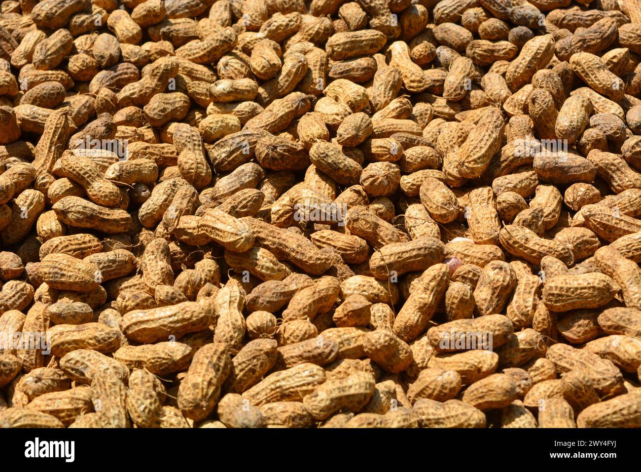 Flat lay of peanuts that are being dried in the sun with their skins on ...
