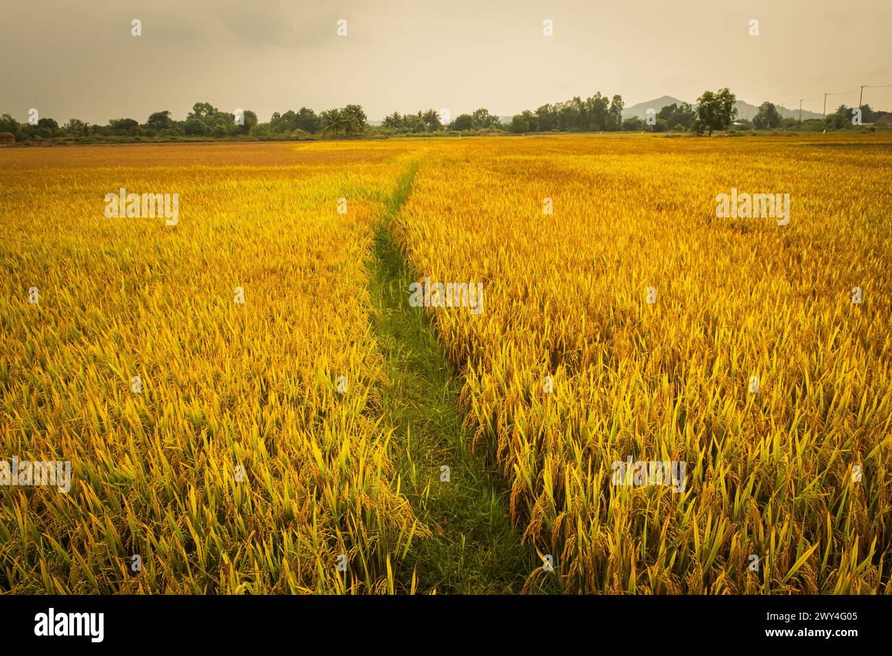 Ripe rice field hi-res stock photography and images - Alamy