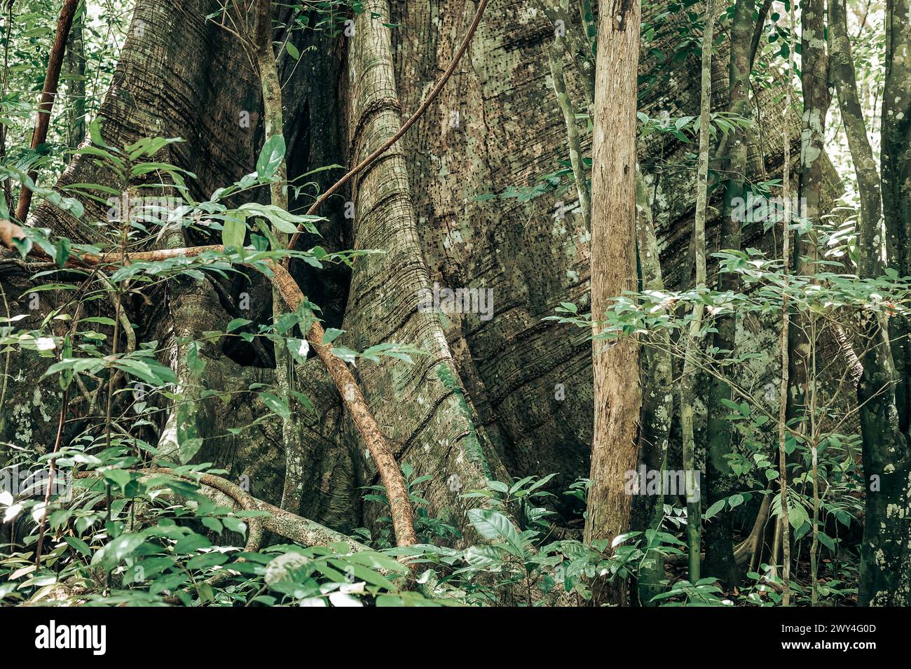 Tree in the amazon forest Stock Photo - Alamy