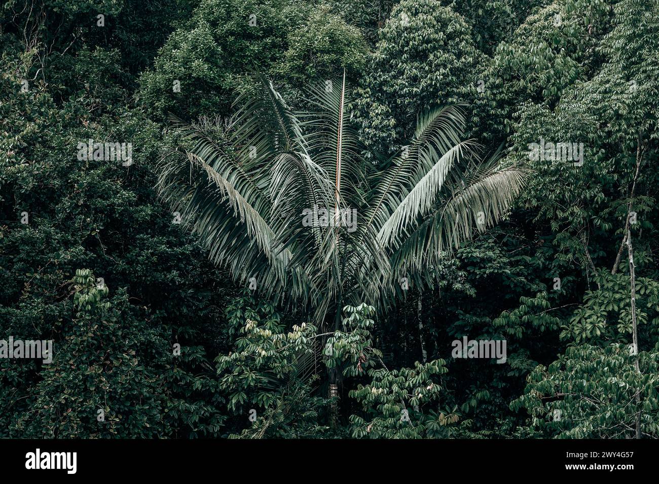 Guyane arbres hi-res stock photography and images - Alamy