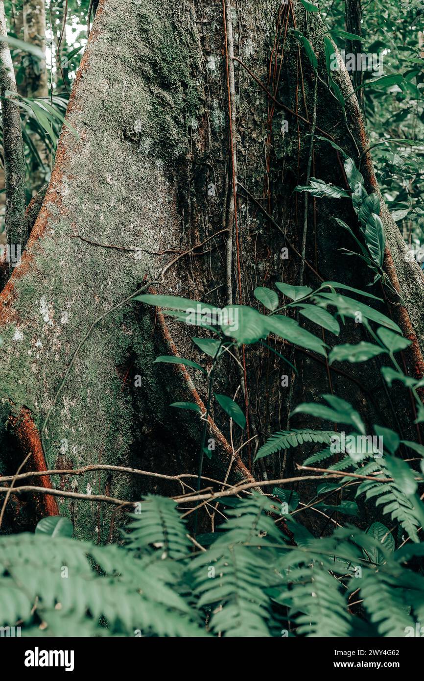 Tree trunk in Amazon Forest Stock Photo - Alamy