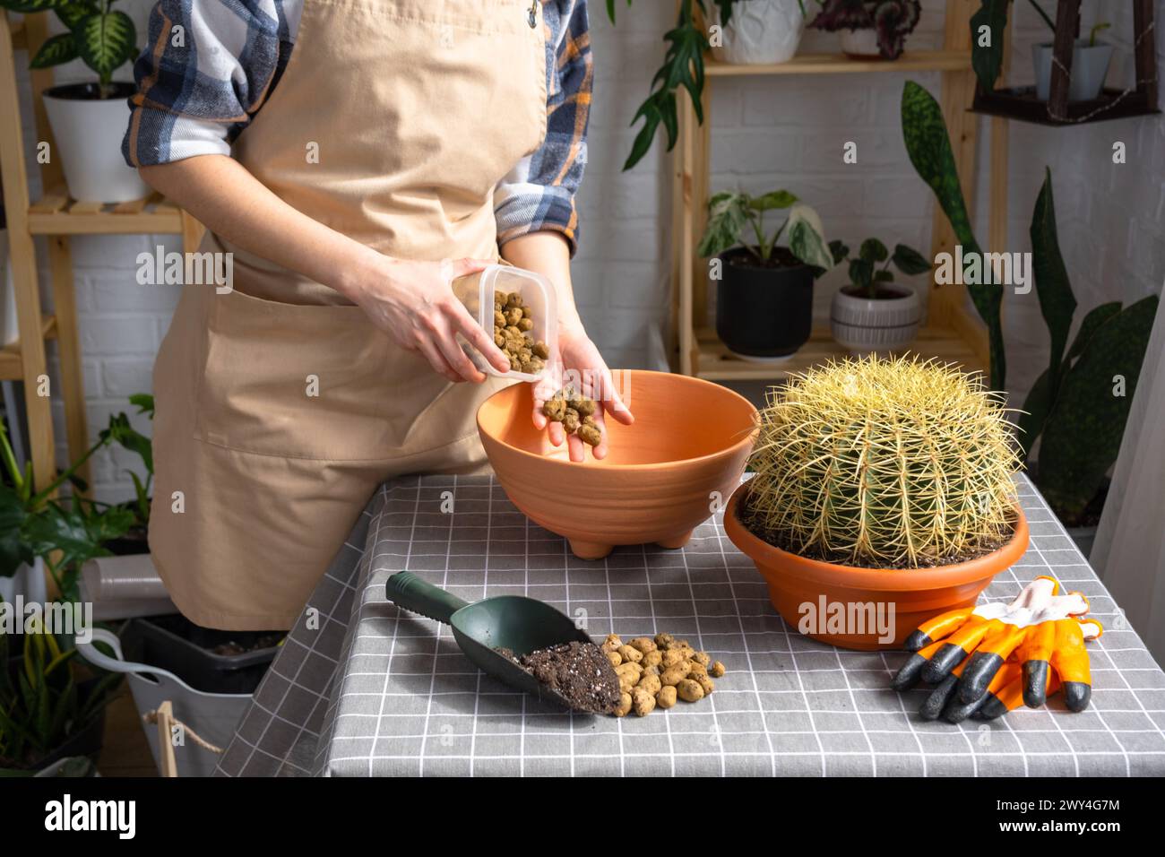Repotting cactus hi-res stock photography and images - Alamy