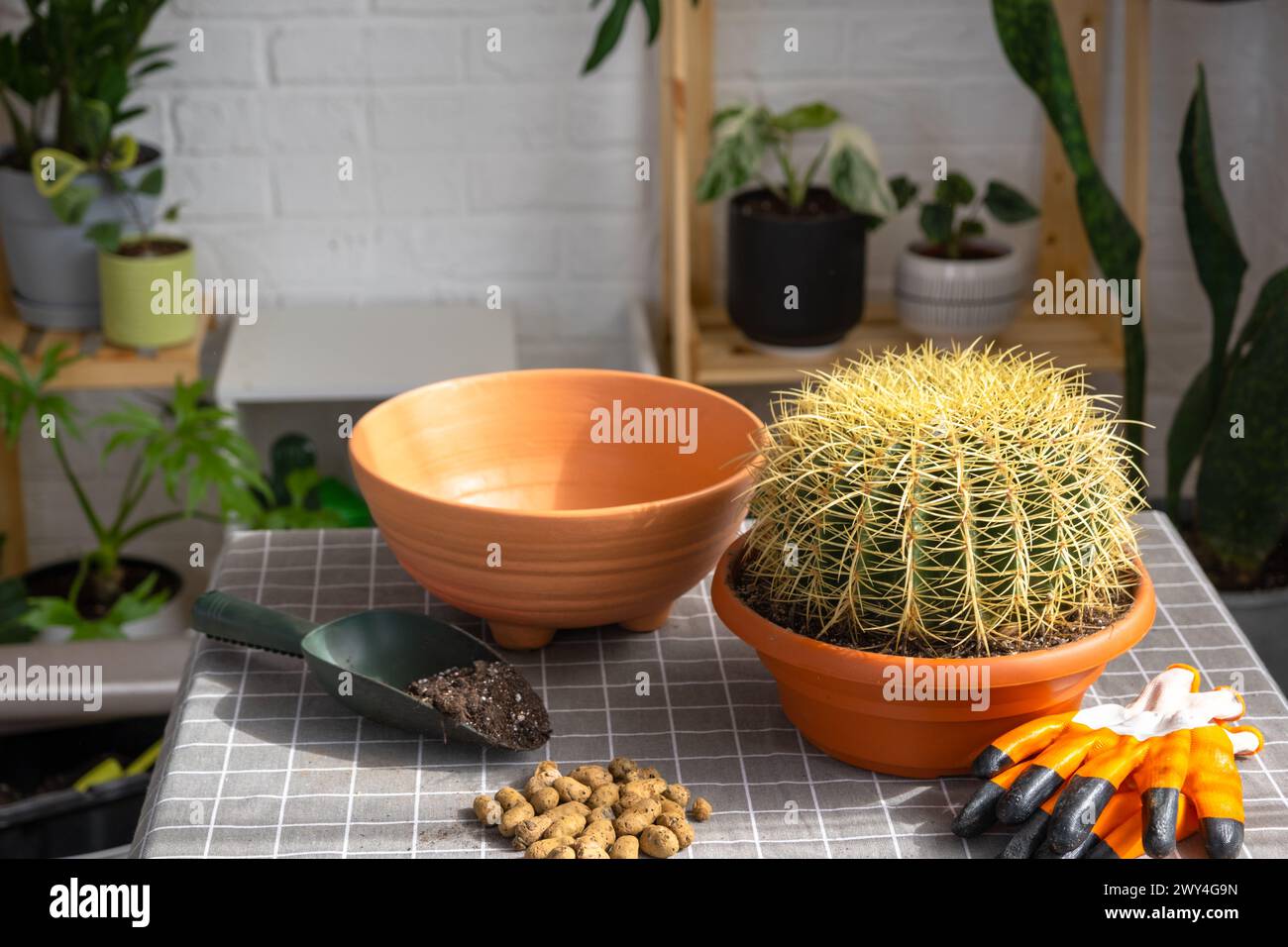 Repotting overgrown home plant large spiny cactus Echinocactus Gruzoni ...
