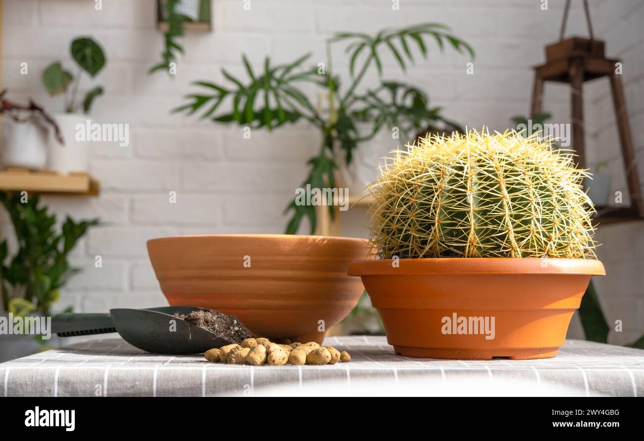 Repotting overgrown home plant large spiny cactus Echinocactus Gruzoni ...