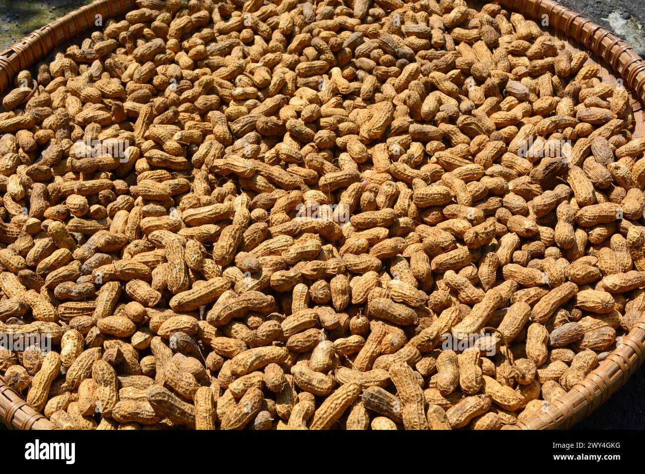 Flat lay of peanuts that are being dried in the sun with their skins on ...