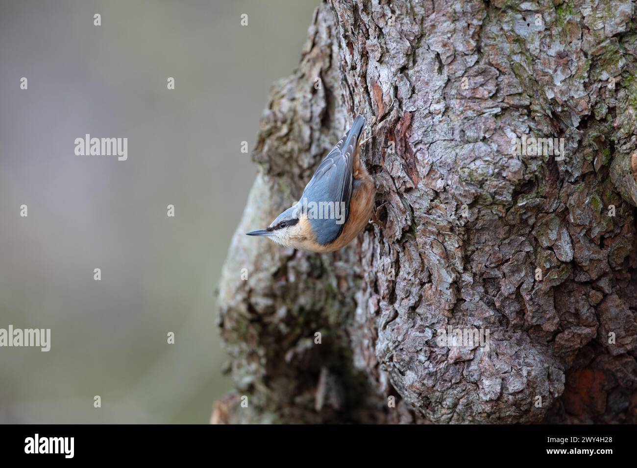 A Common Nuthatch climbing a tree trunk. County Durham, England, UK ...