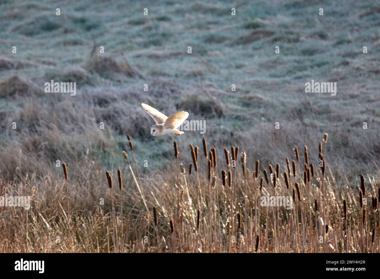 Flying barn owl hi-res stock photography and images - Alamy