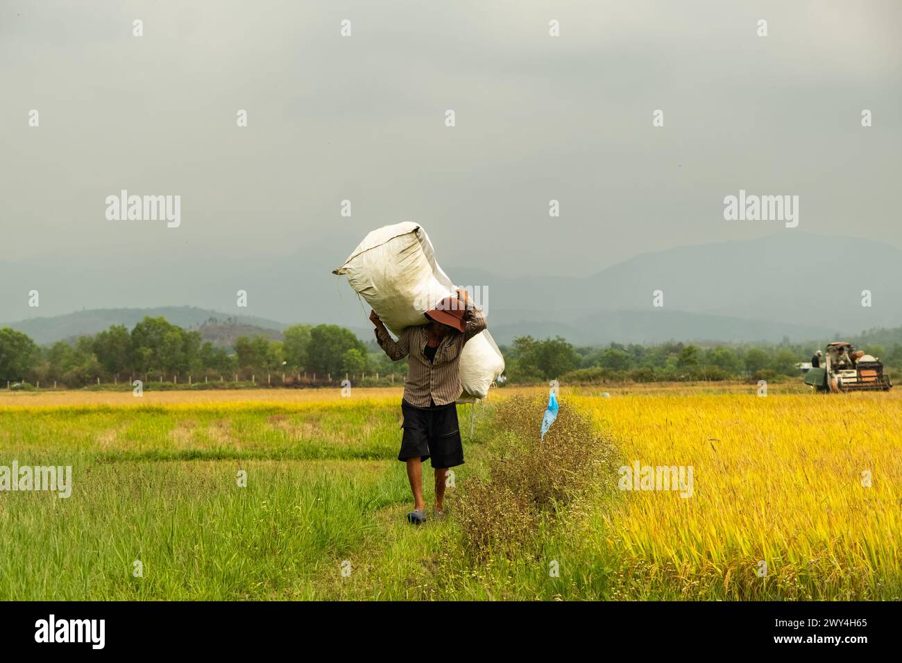 Farmers harvesting rice in rice field in Vietnam. Farmer caring a bag ...
