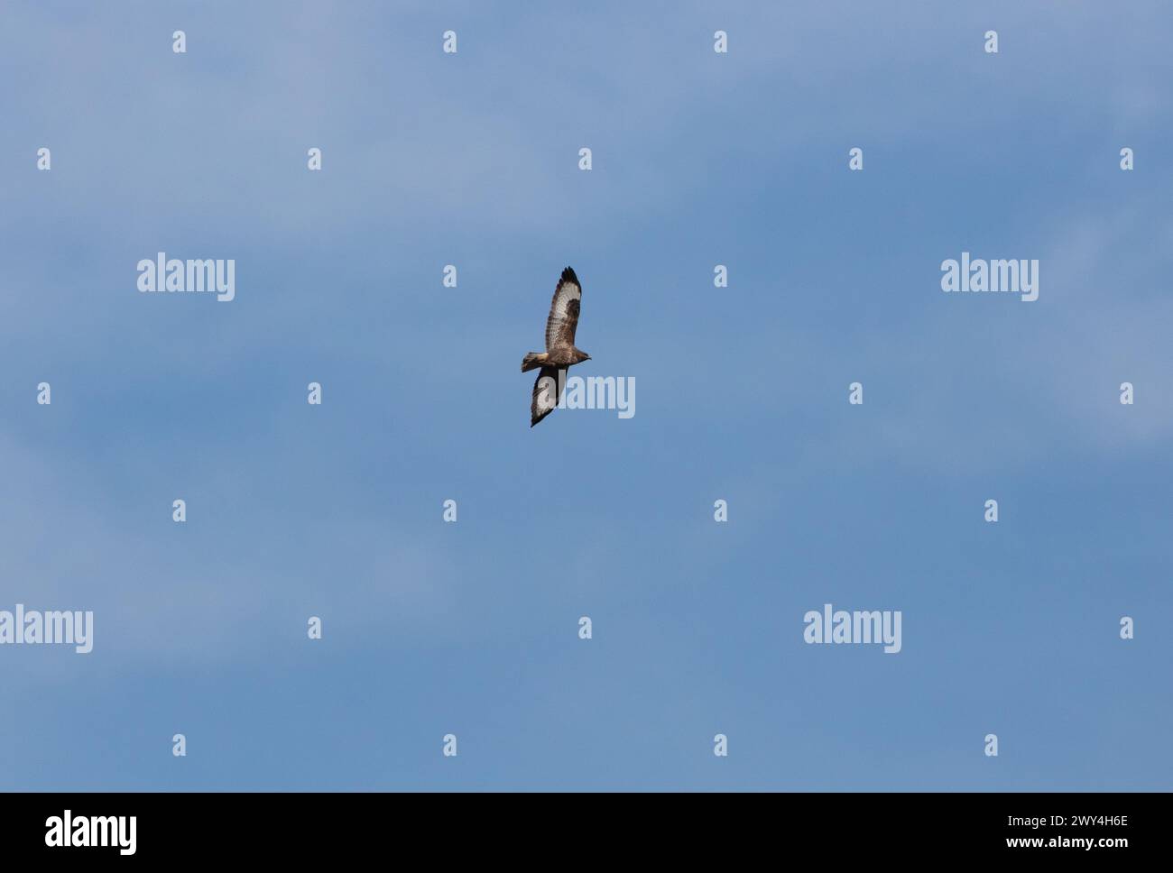 Common Buzzard in flight with blue sky background, County Durham ...