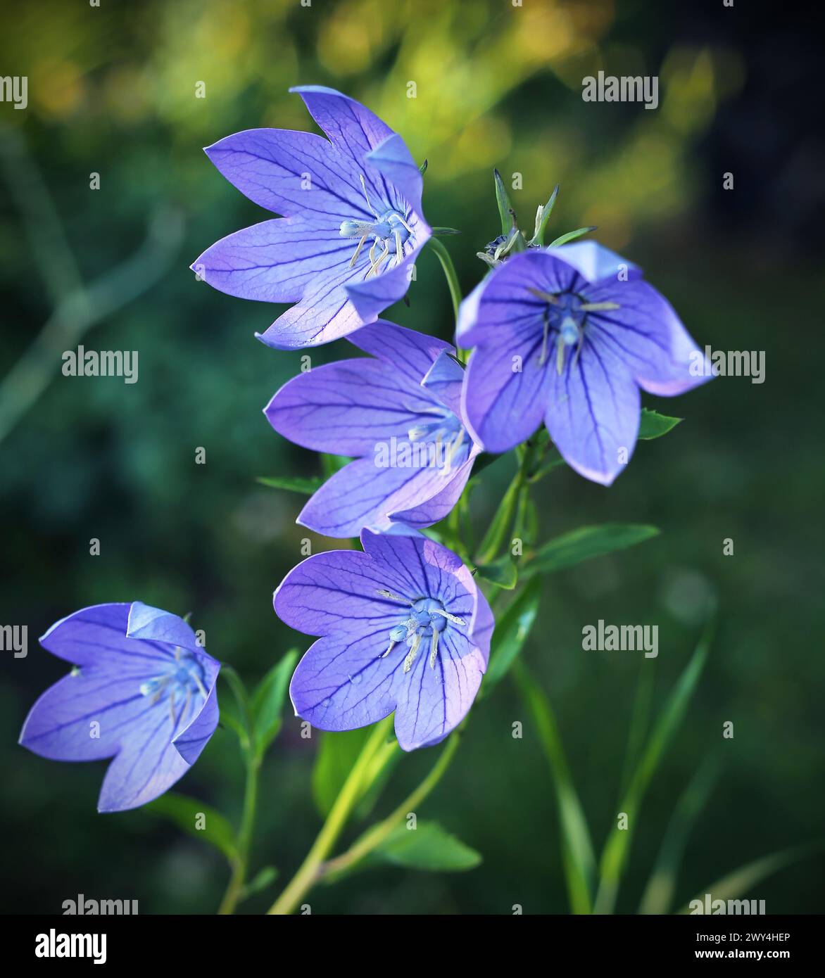 Balloon flowers (Platycodon grandiflorus) in garden Stock Photo - Alamy