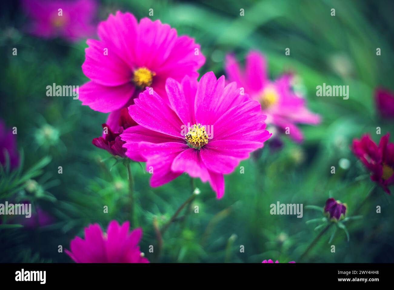 Closeup cosmos flowers vintage hi-res stock photography and images - Alamy