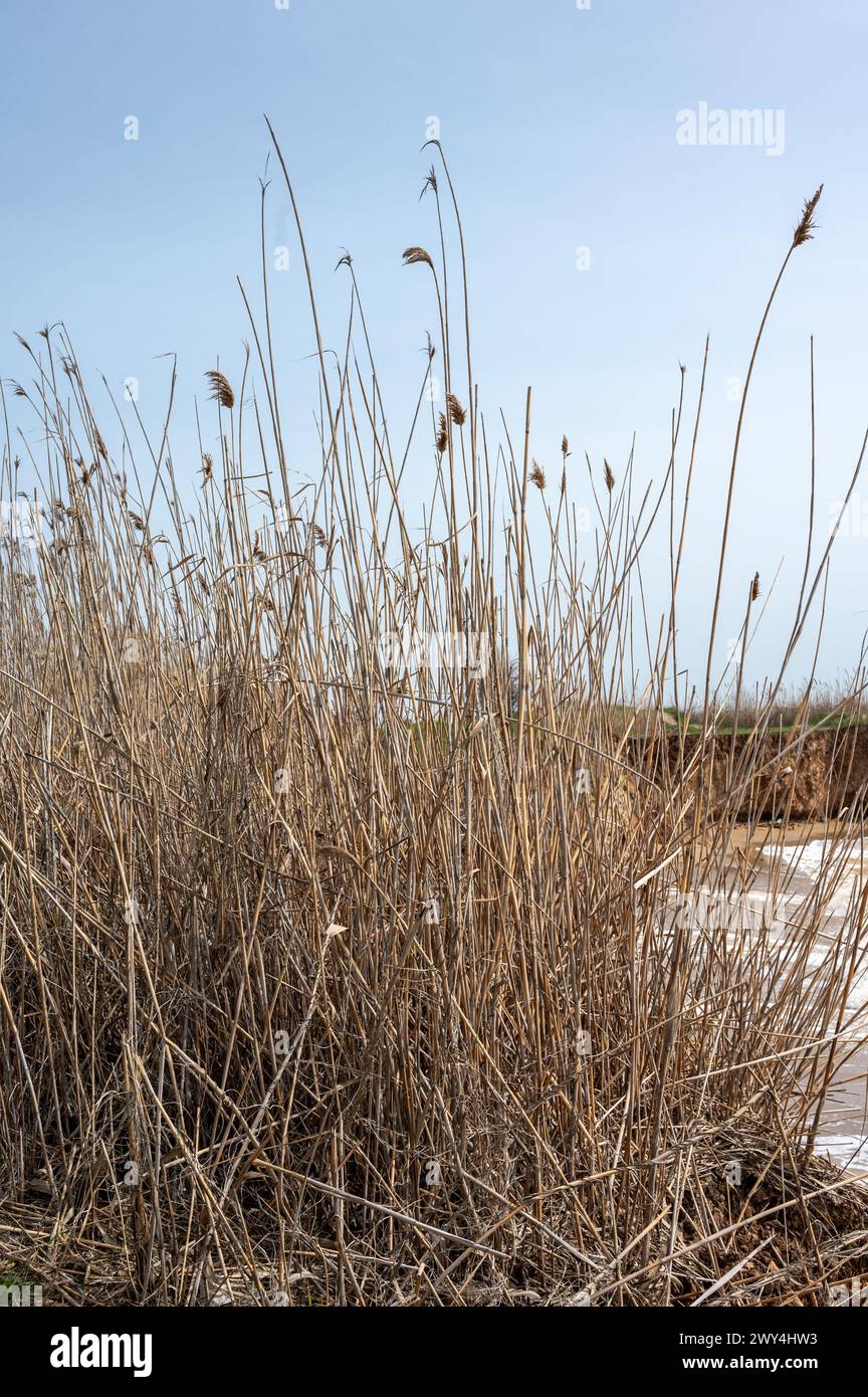 Spring morning on a wild beach in the village of Fontanka, Odessa ...