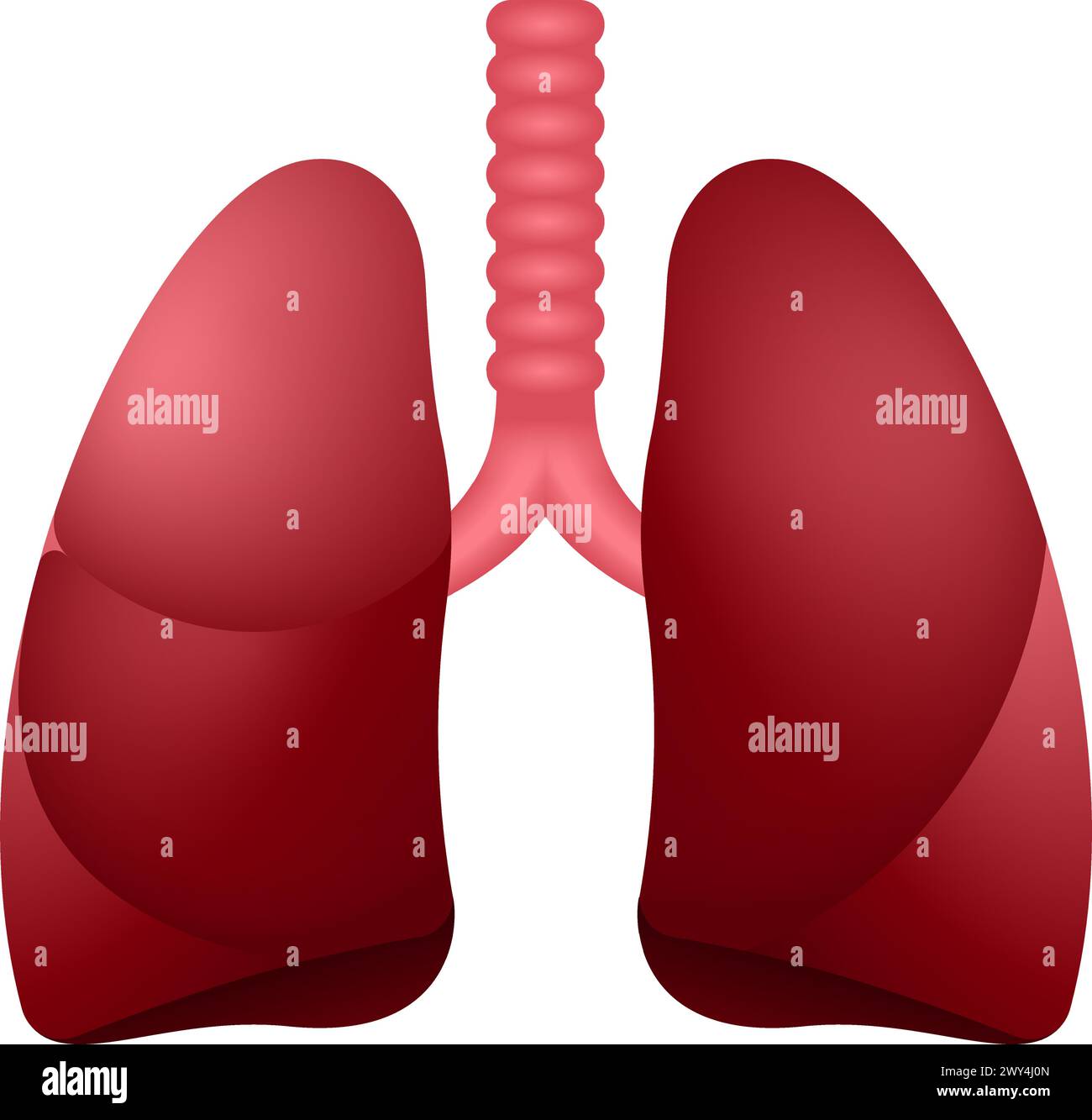 3d illustration of lungs hi-res stock photography and images - Alamy
