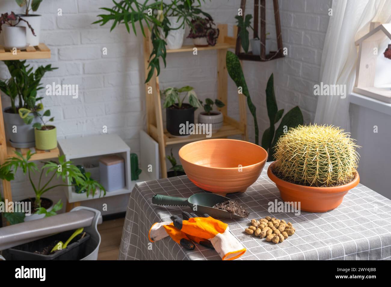 Repotting overgrown home plant large spiny cactus Echinocactus Gruzoni ...